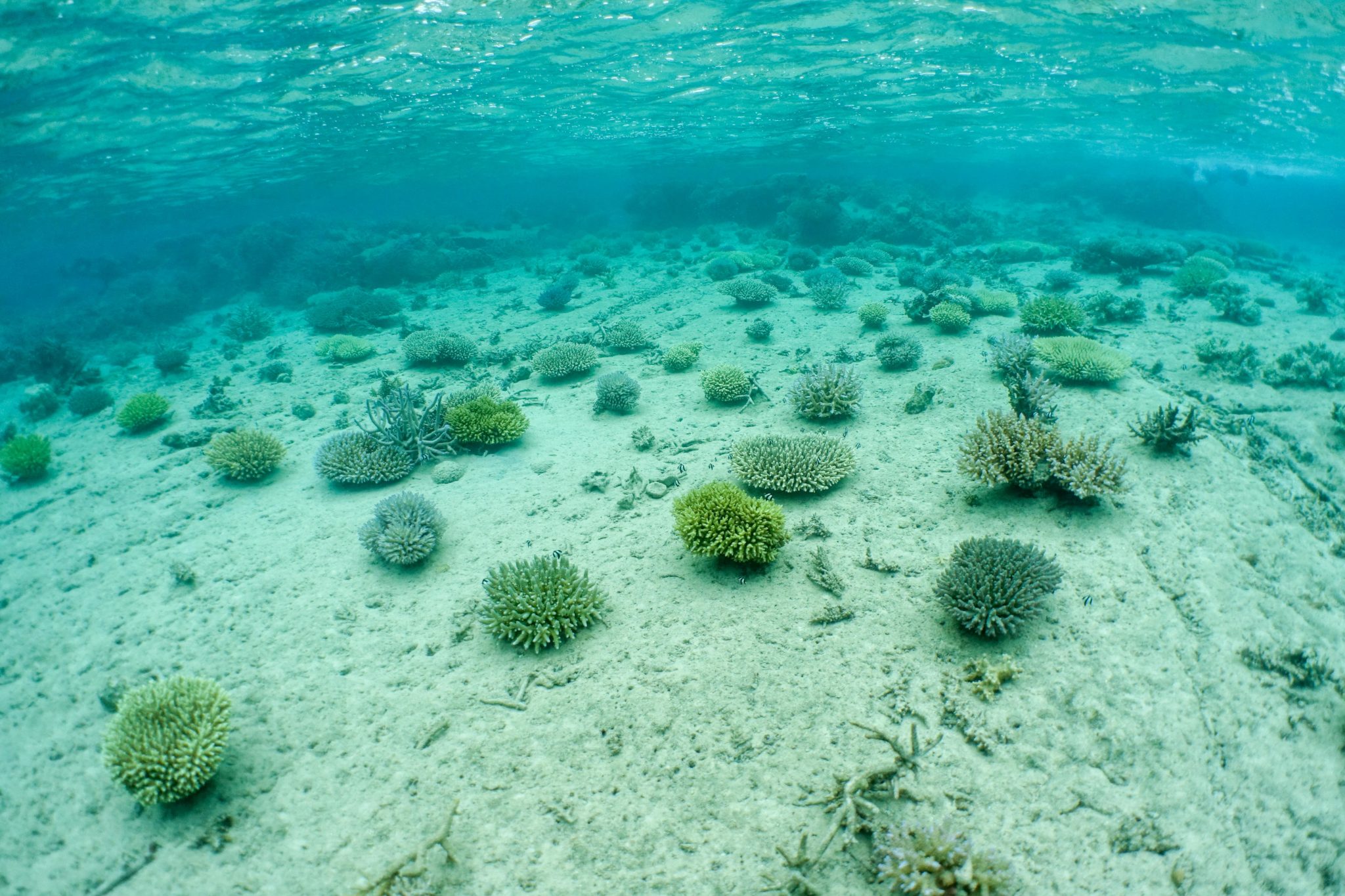 Blue Cradle - Marine Conservation Aotearoa New Zealand