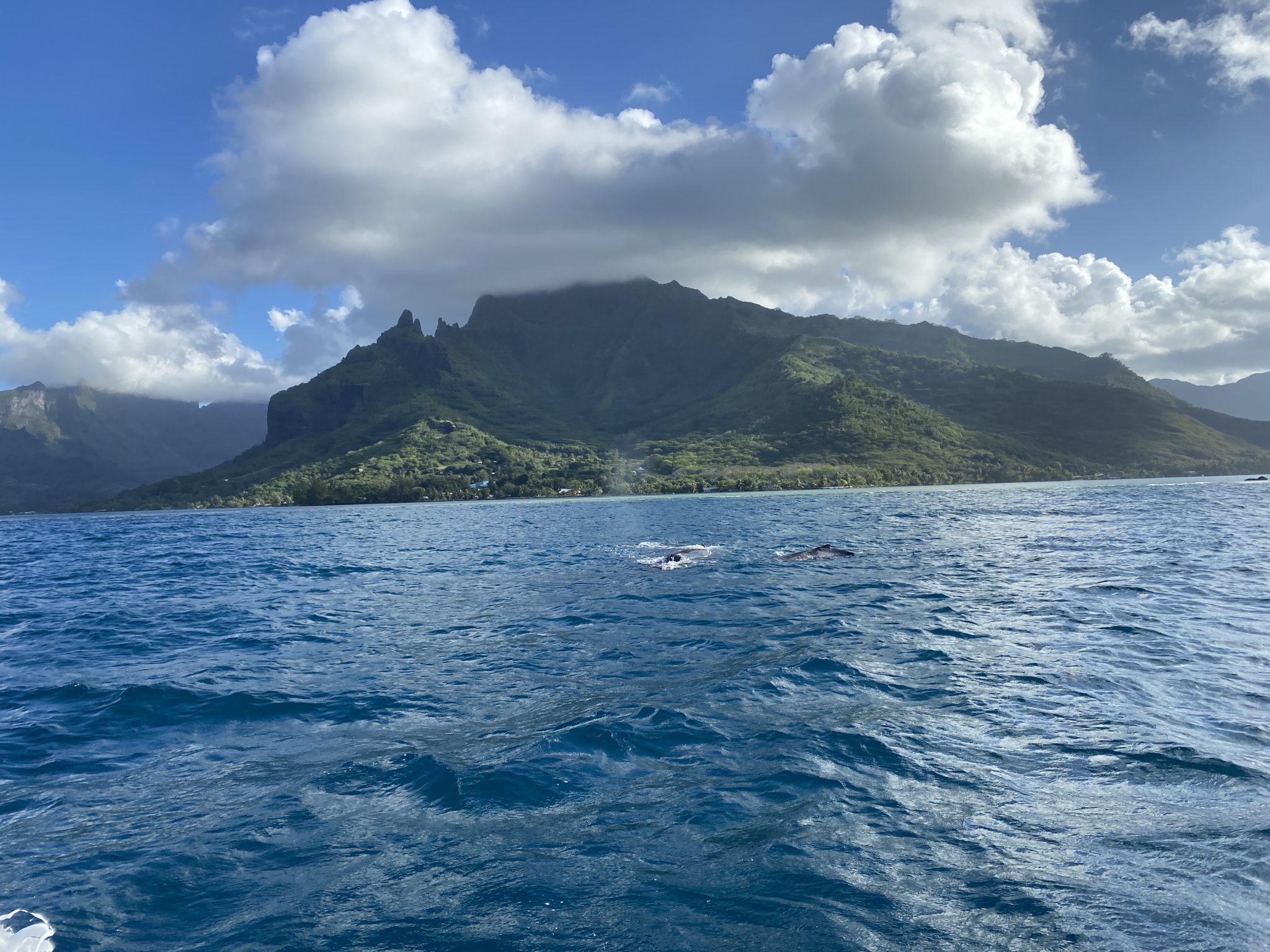 Blue Cradle Foundation to host Young Pacific Leaders during “Tiaki ...